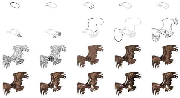 How to Draw a Vulture - An Easy Step-by-Step Vulture Drawing Tutorial