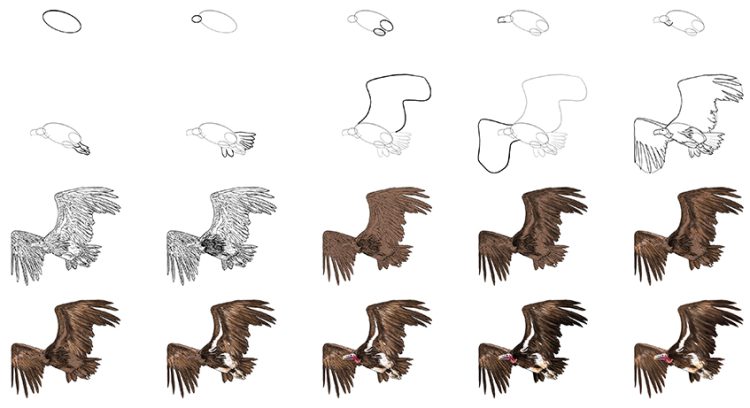 How to Draw a Vulture - An Easy Step-by-Step Vulture Drawing Tutorial