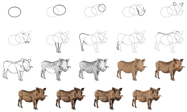 How to Draw a Warthog - African Wild Pig Drawing Lesson