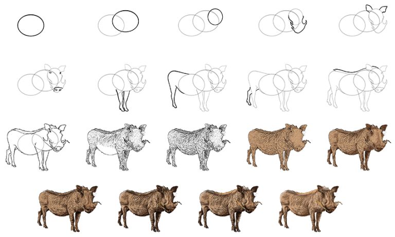 How to Draw a Warthog - African Wild Pig Drawing Lesson