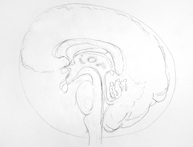 How to Draw a Brain - Learn to Create a Realistic Brain Drawing
