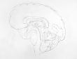 How to Draw a Brain - Learn to Create a Realistic Brain Drawing