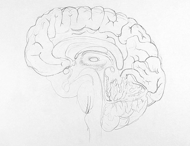 How to Draw a Brain - Learn to Create a Realistic Brain Drawing