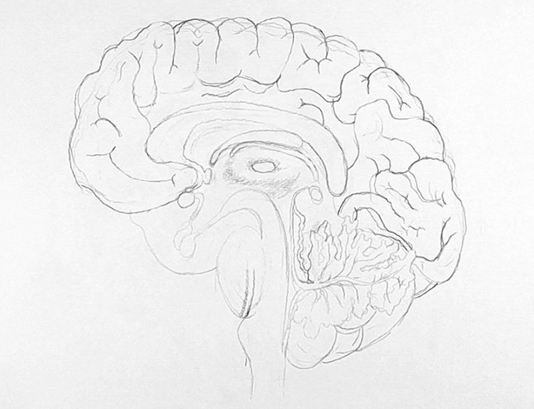 How to Draw a Brain - Learn to Create a Realistic Brain Drawing
