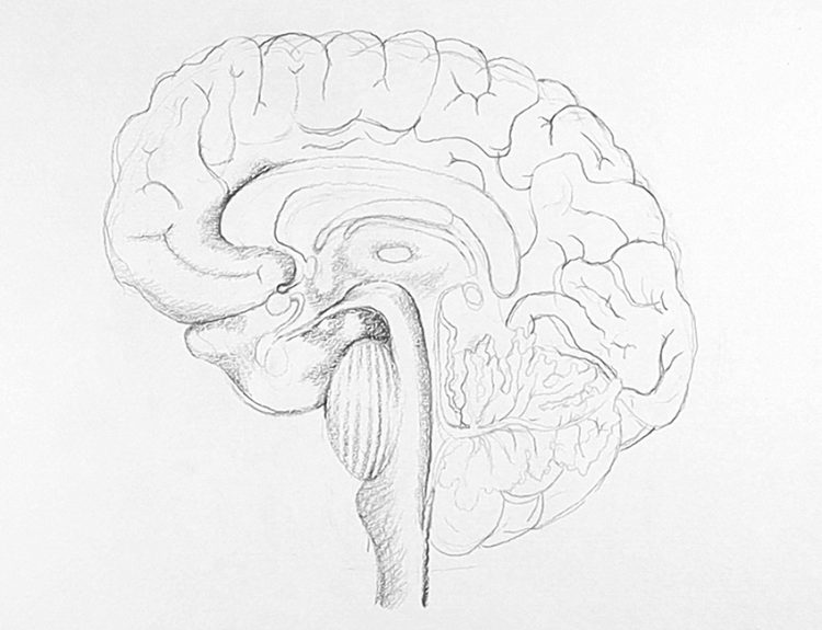 How to Draw a Brain - Learn to Create a Realistic Brain Drawing
