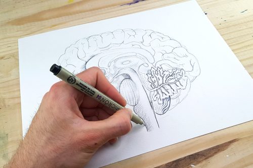 How to Draw a Brain - Learn to Create a Realistic Brain Drawing