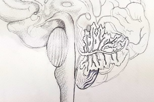 How to Draw a Brain - Learn to Create a Realistic Brain Drawing