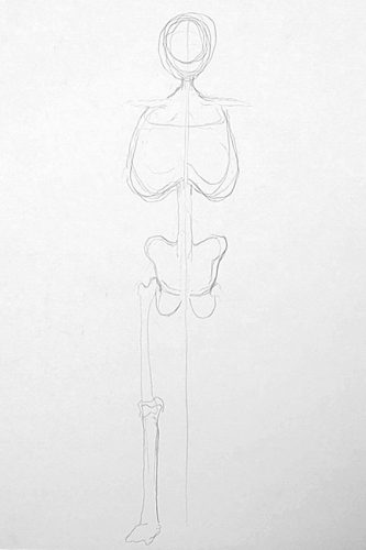 How to Draw a Skeleton - Depicting the Bones in the Human Body