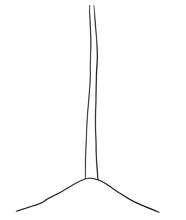 How to Draw a Palm Tree - A Step-by-Step Palm Tree Drawing Tutorial