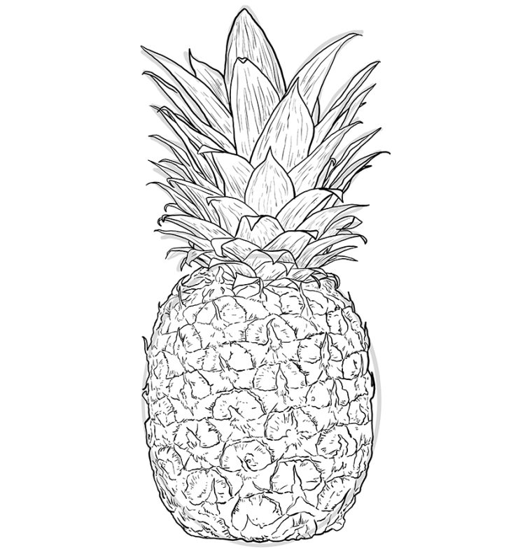 How to Draw a Pineapple - Detailed Step-by-Step Tutorial
