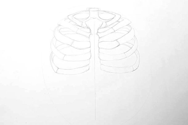 How to Draw a Rib Cage - An Easy Rib Cage Drawing