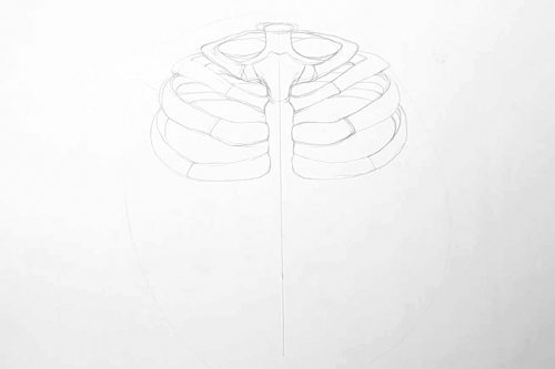How to Draw a Rib Cage - An Easy Rib Cage Drawing