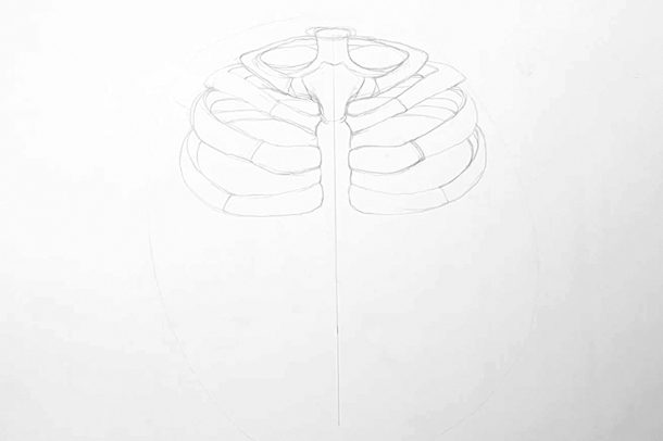 How to Draw a Rib Cage - An Easy Rib Cage Drawing