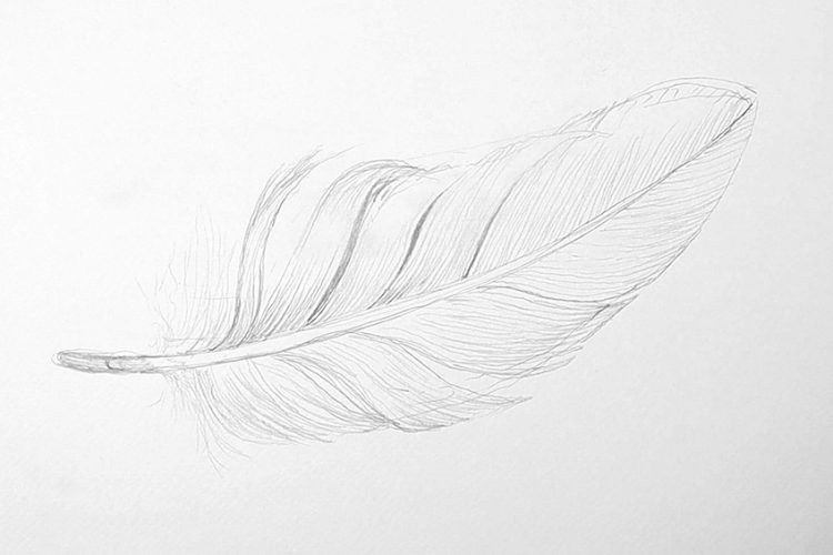 How to Draw a Feather - Steps to Creating an Easy Feather Drawing