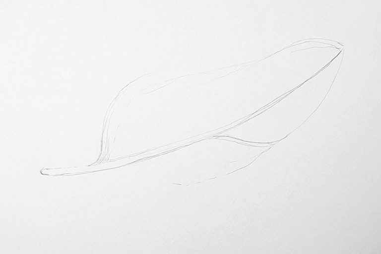 How to Draw a Feather - Steps to Creating an Easy Feather Drawing