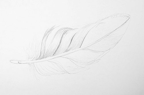 How to Draw a Feather - Steps to Creating an Easy Feather Drawing