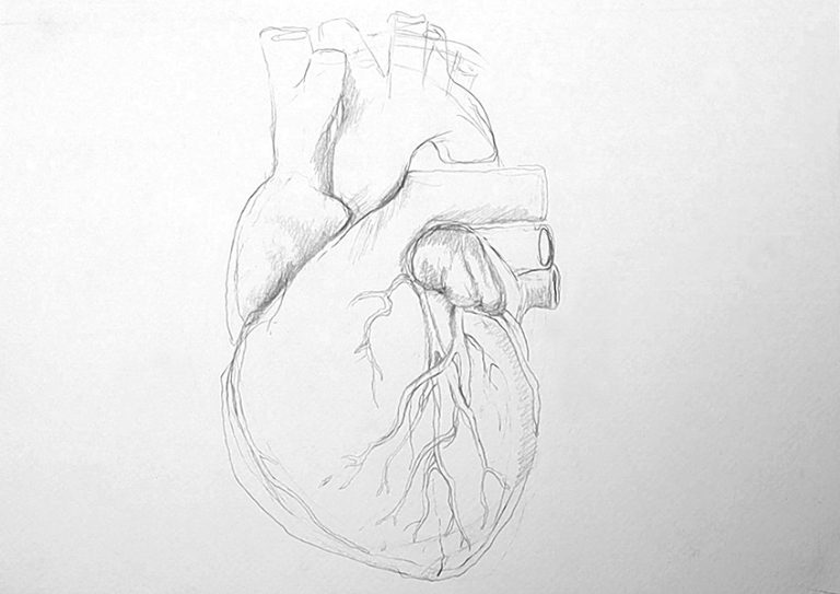 How to Draw a Human Heart - Learn to Draw an Anatomical Heart