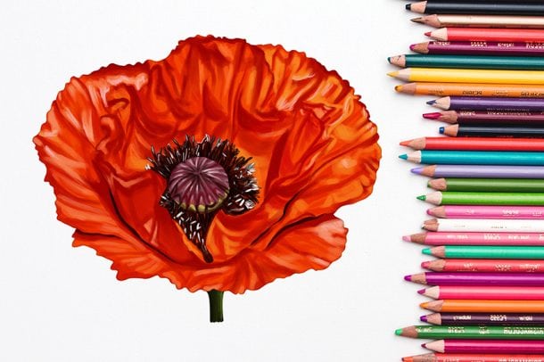 How to Draw a Poppy Flower - A Step-by-Step Tutorial