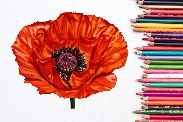 How to Draw a Poppy Flower - A Step-by-Step Tutorial