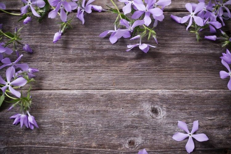 Periwinkle Color - All Shades, Color Meaning and Guide
