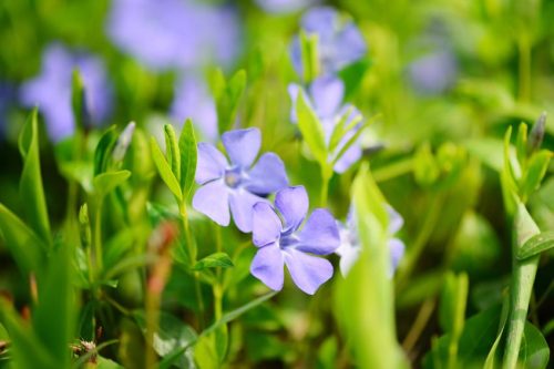 Periwinkle Color - All Shades, Color Meaning and Guide
