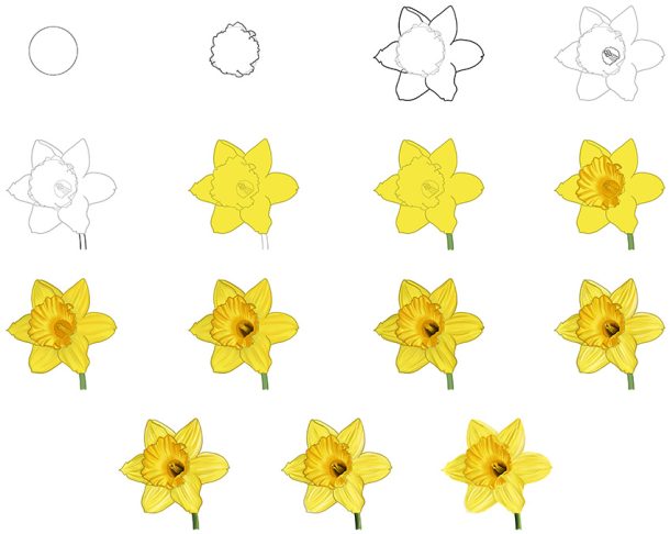 How to Draw a Daffodil - Creating a Realistic Daffodil Illustration
