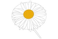 How to Draw a Daisy Flower - A Realistic Daisy Drawing Tutorial