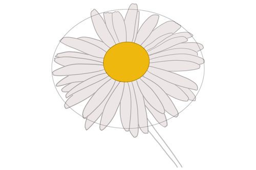 How to Draw a Daisy Flower - A Realistic Daisy Drawing Tutorial