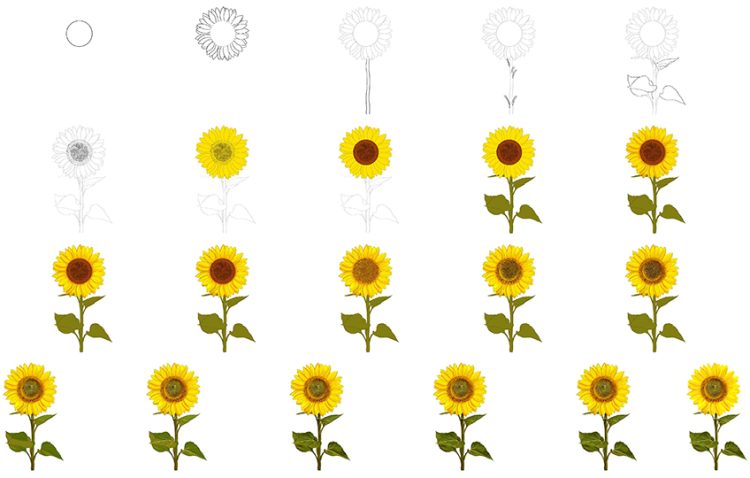 How to Draw a Sunflower - Creating a Realistic Sunflower Sketch