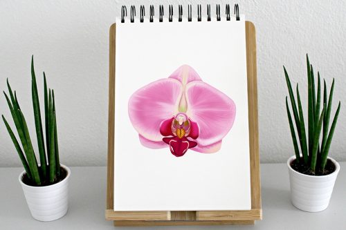 How to Draw an Orchid - A Step-by-Step Orchid Drawing Tutorial
