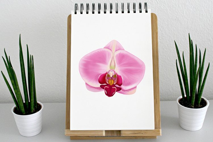How to Draw an Orchid - A Step-by-Step Orchid Drawing Tutorial
