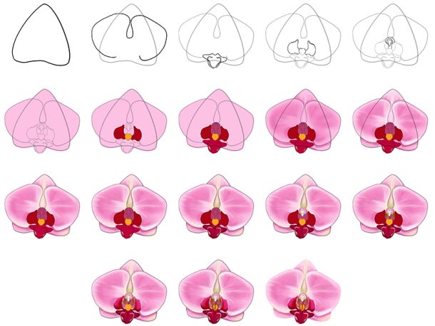 How to Draw an Orchid - A Step-by-Step Orchid Drawing Tutorial