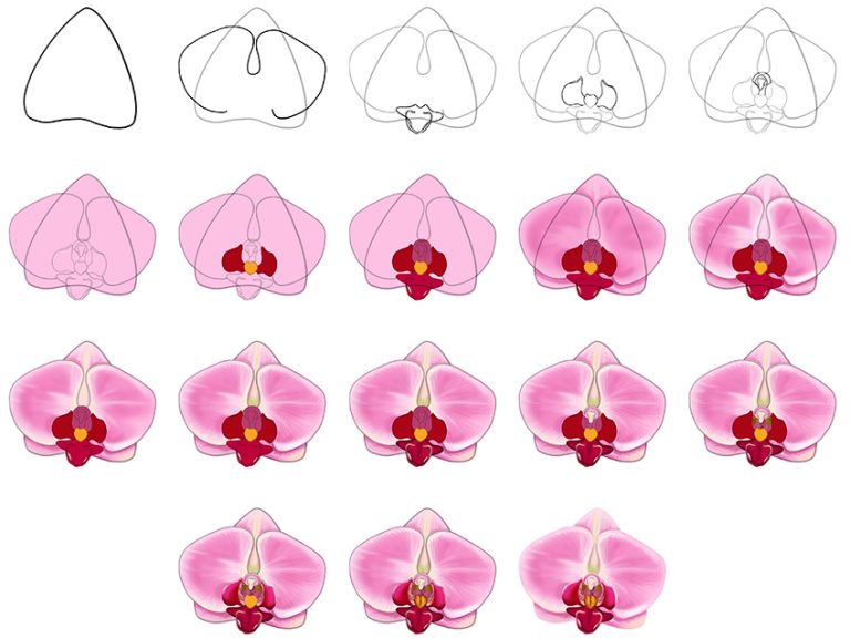 How to Draw an Orchid - A Step-by-Step Orchid Drawing Tutorial