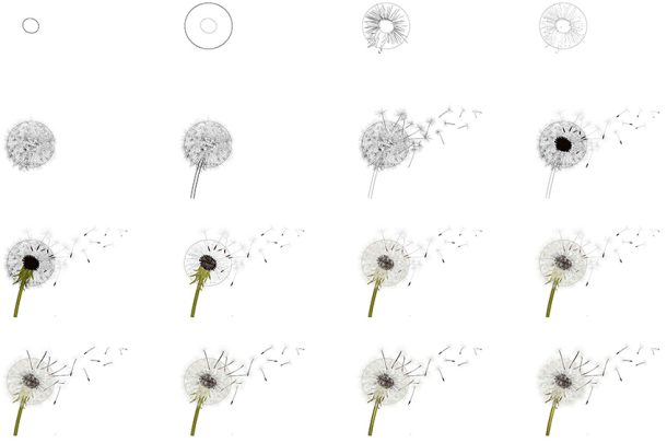 How to Draw a Dandelion - Create a Realistic Dandelion Drawing With Us
