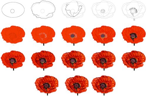 How to Draw a Poppy Flower - A Step-by-Step Tutorial
