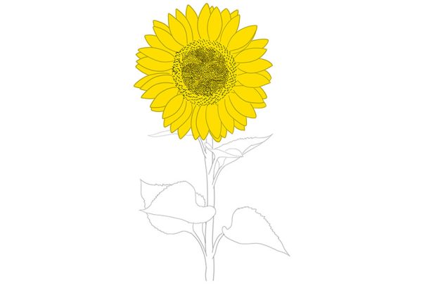 How to Draw a Sunflower - Creating a Realistic Sunflower Sketch