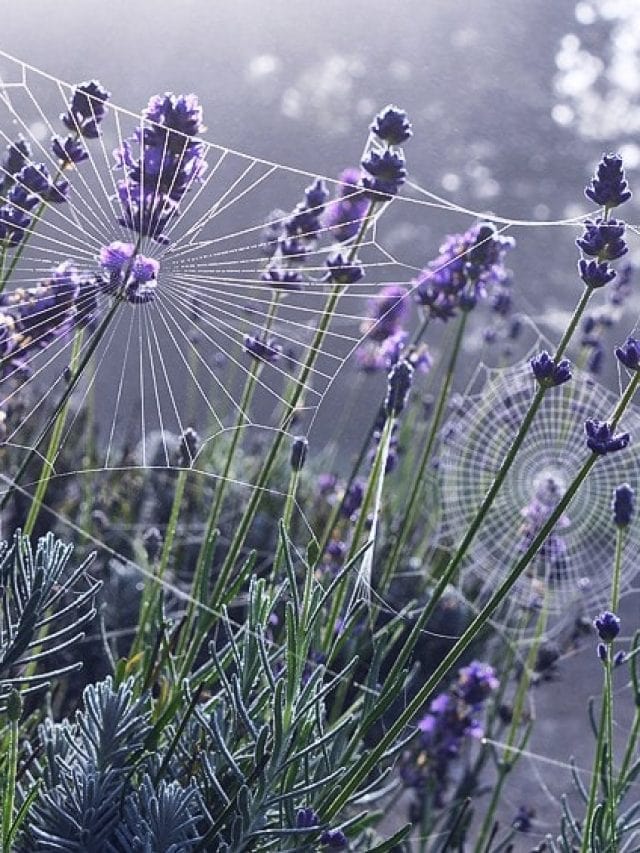 Lavender Purple - Different Shades of Lavender! - Art in Context Lavender Purple - Different Shades of Lavender! - Art in Context