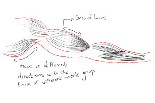 How to Draw Muscles - Learn How to Create Your Own Muscle Sketch
