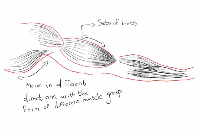 How to Draw Muscles - Learn How to Create Your Own Muscle Sketch