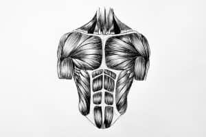 How to Draw Muscles - Learn How to Create Your Own Muscle Sketch