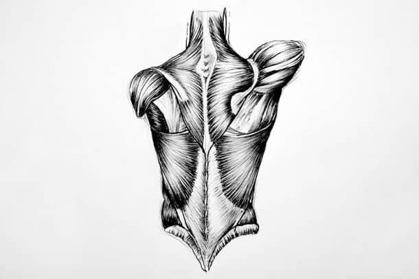 How to Draw Muscles - Learn How to Create Your Own Muscle Sketch