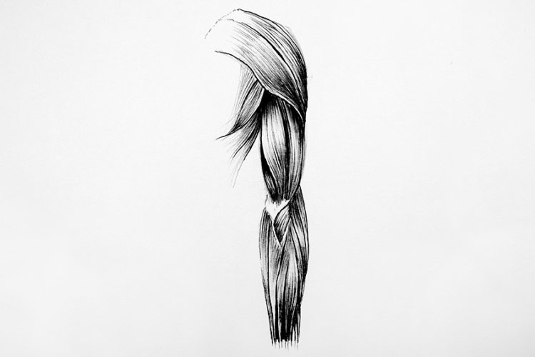 How to Draw Muscles - Learn How to Create Your Own Muscle Sketch