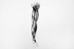 How to Draw Muscles - Learn How to Create Your Own Muscle Sketch