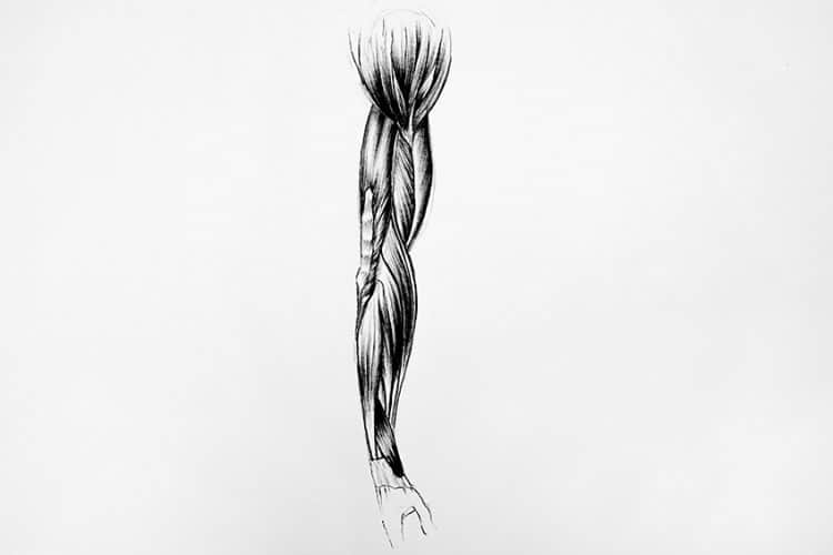 How to Draw Muscles - Learn How to Create Your Own Muscle Sketch