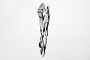 How to Draw Muscles - Learn How to Create Your Own Muscle Sketch