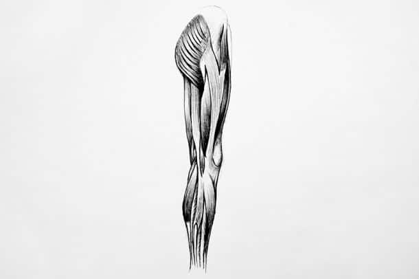 How to Draw Muscles - Learn How to Create Your Own Muscle Sketch