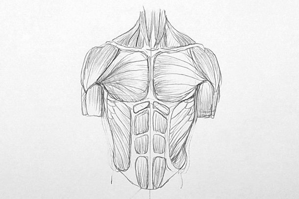 How to Draw Muscles - Learn How to Create Your Own Muscle Sketch