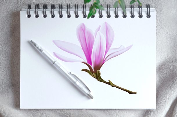 How to Draw a Magnolia Flower - A Step-by-Step Tutorial