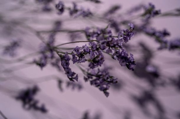 Mauve Color - A Deep Dive Into the Mauve Color Palette