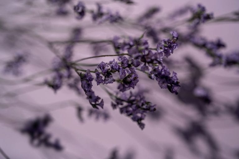 Mauve Color - A Deep Dive Into the Mauve Color Palette